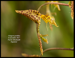 G orchids